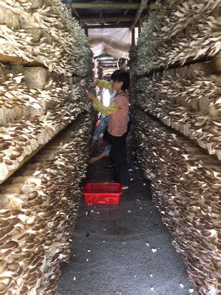 玉林市实现秀珍菇改良优化品种反季节栽培 农技动态 广西壮族自治区农业农村厅网站 nynct gxzf gov cn