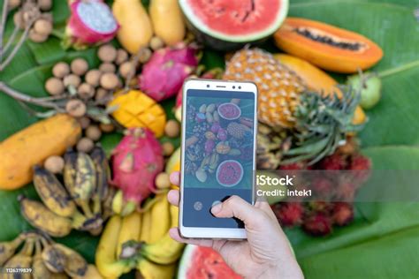 여자 손 열 대 과일의 전화 사진 걸릴 달콤한 망고 파파야 Pitahaya 바나나 수 박 파인애플 원시 채식주의 채식주의 건강 식품 과일에 대한 스톡 사진 및 기타 이미지