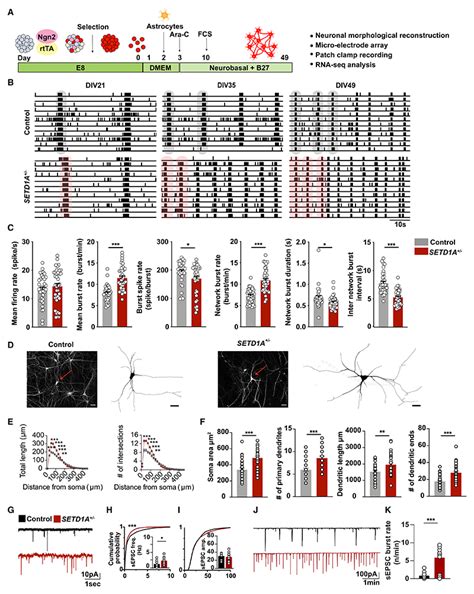 Loss Of Function Variants In The Schizophrenia Risk Gene Setd1a Alter Neuronal Network Activity