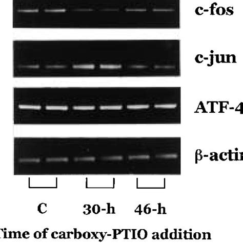 Lh Induced Expression Of Transcription Factor Genes C Fos C Jun And