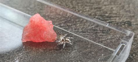 My Itsy Bitsy Girl Enjoying A Huge For Her Piece Of Watermelon During
