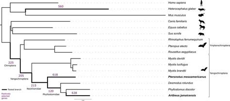 Maximum Likelihood Phylogeny Based On Codon Site Partitioned Analysis
