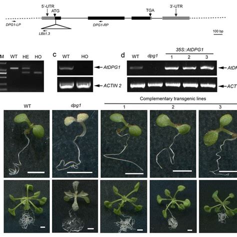 Molecular Identification And Phenotype Rescue Of The Dpg1 Mutant A