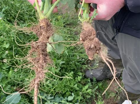 Crops Tillage Advice An Update On Crop Performance Teagasc Agriculture And Food