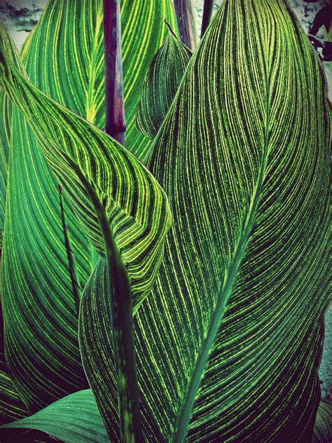 무료 이미지 잎 녹색 밀림 식물학 플로라 꽃 피는 식물 식물 줄기 육상 식물 종범 갓 나무 가족 3600x4800 72703 무료 이미지