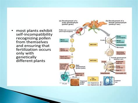 INTRODUCTION TO REPRODUCTIVE BIOLOGY OF ANGIOSPERMS Pdf