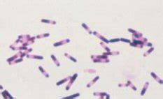 Clostridium Fecal Smear
