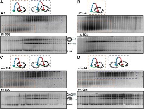 Sci Is Largely Unaffected By Condensin And The Smc56 Complex A