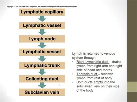 Chapter 20 Lymphatic System Flashcards Quizlet