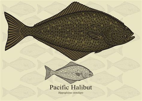 Pacific Halibut Facts And Information Guide American Oceans
