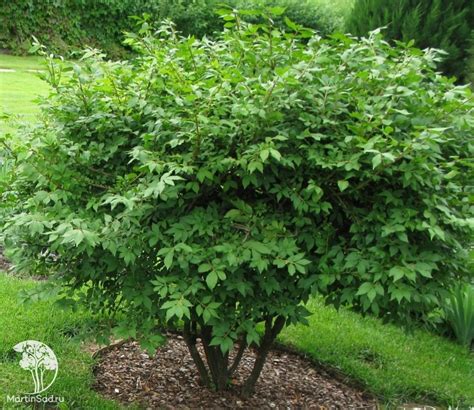 Бересклет крылатый компактус в ландшафтном дизайне (61 фото) - красивые ...