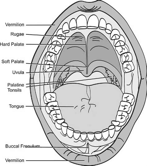 Mouth Anatomy