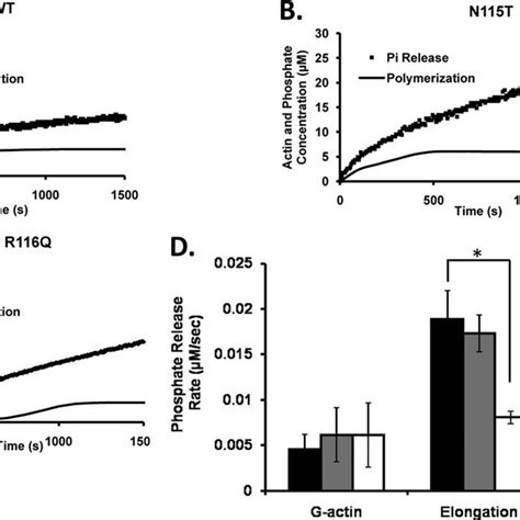P I Release Associated With Polymerization Of Mutant Actins 48 M