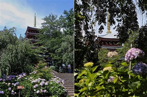 五重塔と 紫陽花 清多夢くらぶ 楽天ブログ