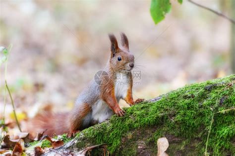 松鼠在森林里高清图片下载 正版图片503289288 摄图网