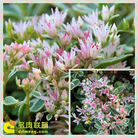 一些不常见的多肉植物开花照片 多肉联萌