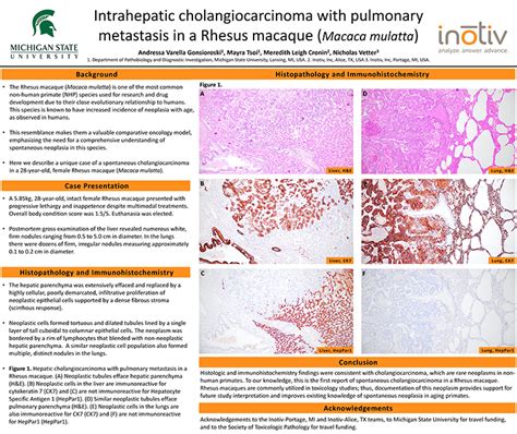 Intrahepatic Cholangiocarcinoma With Pulmonary Metastasis In A Rhesus