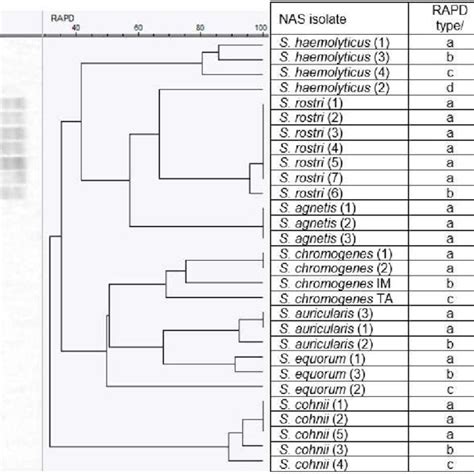 dendrogram of the random amplification of polymorphic dna rapd