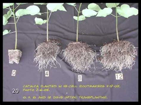 Root Systems Basics Site Title