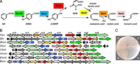 Deciphering The Genetic Determinants For Aerobic Nicotinic Acid Degradation The Nic Cluster