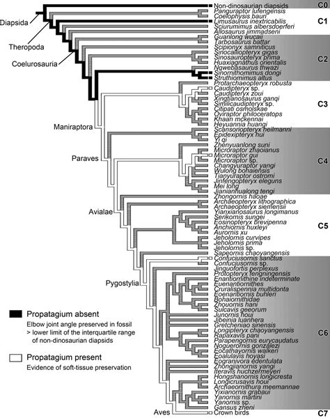 Evolution Du Propatagium Chez Les Théropodes Dinozoïque Tratayenia