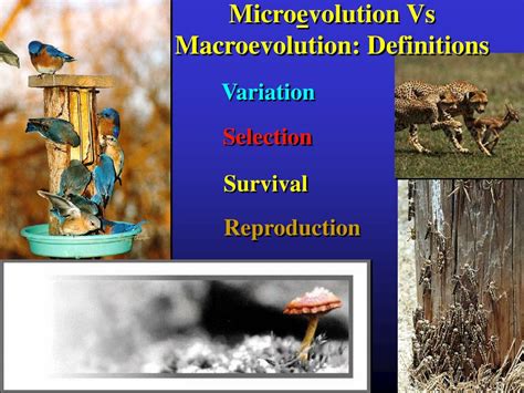 Ppt Evolution Lecture Human Germ And Microevolution Vs Macroevolution Powerpoint Ppt Evolution Lecture Human Germ And Microevolution Vs Macroevolution Powerpoint