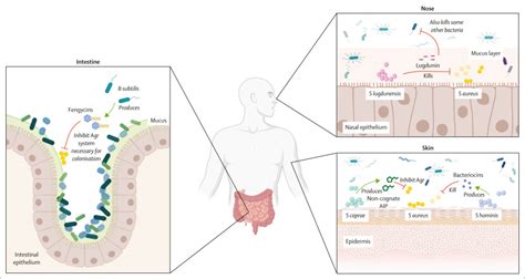Staphylococcus Aureus Colonisation And Strategies For Decolonisation The Lancet Microbe