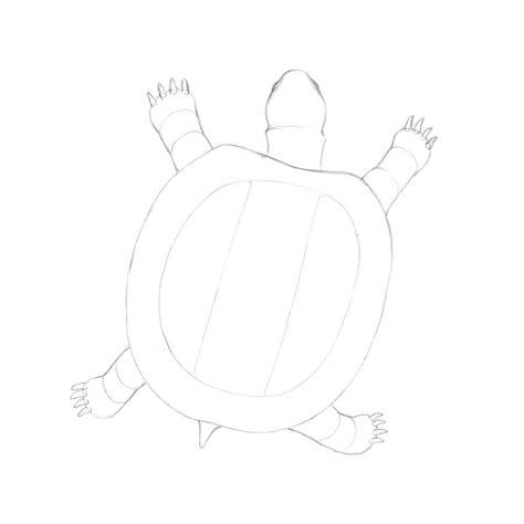 How To Draw A Turtle