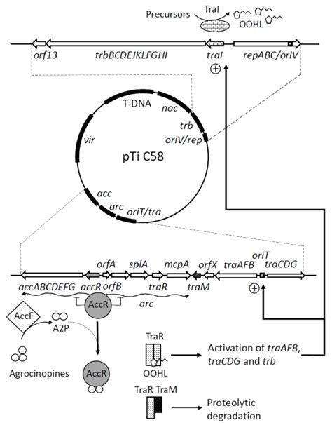 Agrobacterium Ti Plasmid
