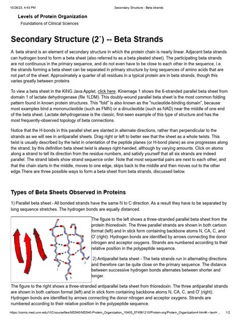 Secondary Structure Beta Strands Pdf Beta Sheet Biology