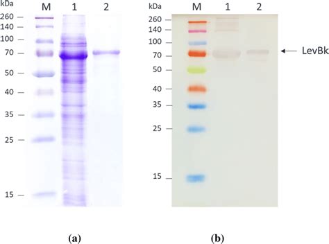 Protein Analysis Of Recombinant Levanase Levbk A Sds Page Analysis Download Scientific