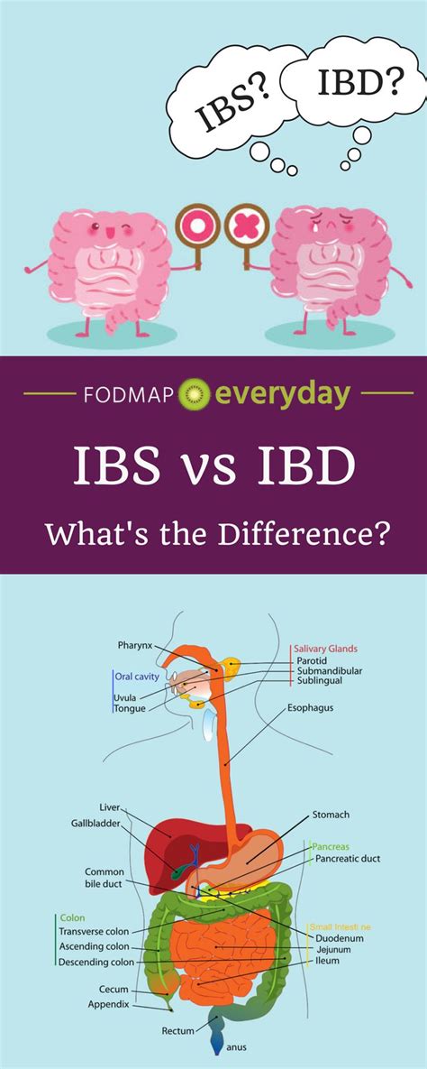 Understanding The Difference Between IBS And IBD