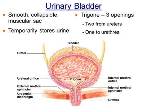 Chapter 15 The Urinary System Ppt Video Online Download Artofit