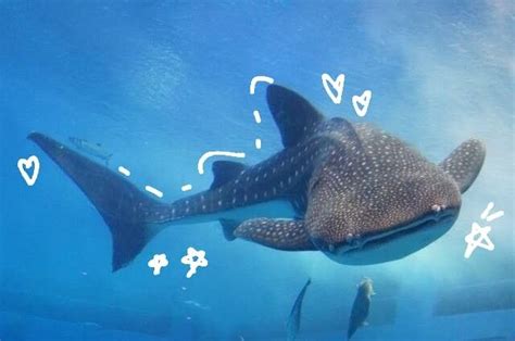 Cute Sharks Shark Pictures Whale Shark Shark Photos