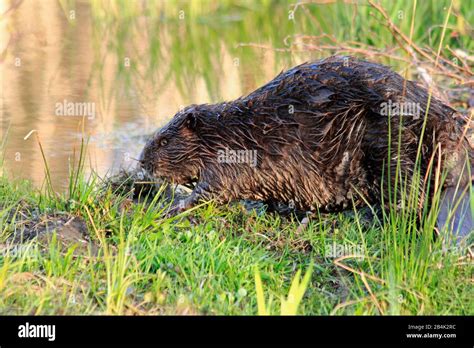 Are Beavers Nocturnal