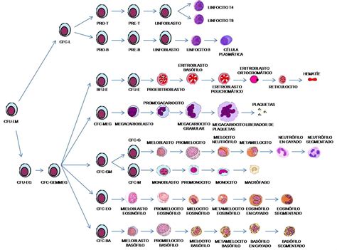 Hematología Hematopoyesis