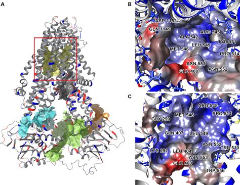 Predicted Binding Pockets Of Inward‐facing Mrp7 A All Predicted