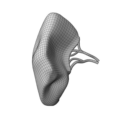 Human Spleen 3d Model Turbosquid 1521190