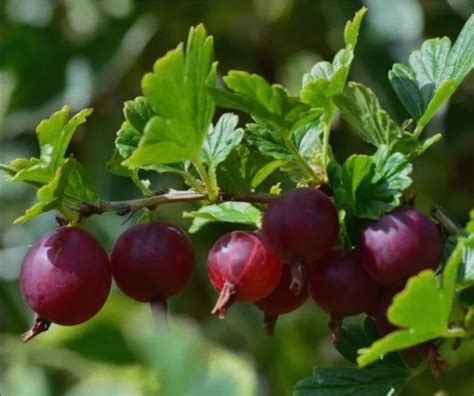 Продам крыжовник средний В наличии 3 литра За 1 литр 200 рублей Обращаться в лс Про ОГОРОД