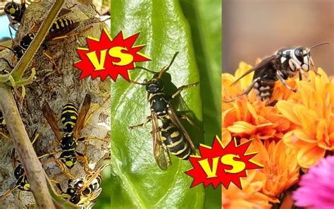 Yellow Jacket Insect