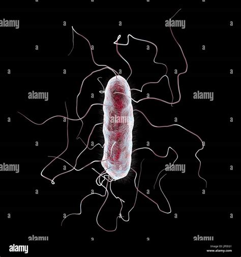 Proteus Mirabilis Hi Res Stock Photography And Images Alamy