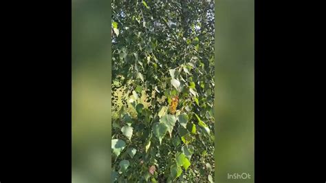 Спостереження за осінніми деревами Youtube