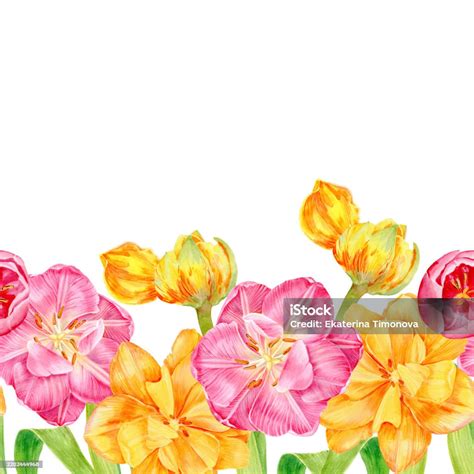 봄 원활한 테두리 분홍색과 노란색 튤립으로 구성되어 있으며 개방되고 새싹이 있습니다 수채화로 손으로 그렸습니다 실내 장식 엽서 또는 화장품 벽지 접시 공예에 대한 스톡 벡터