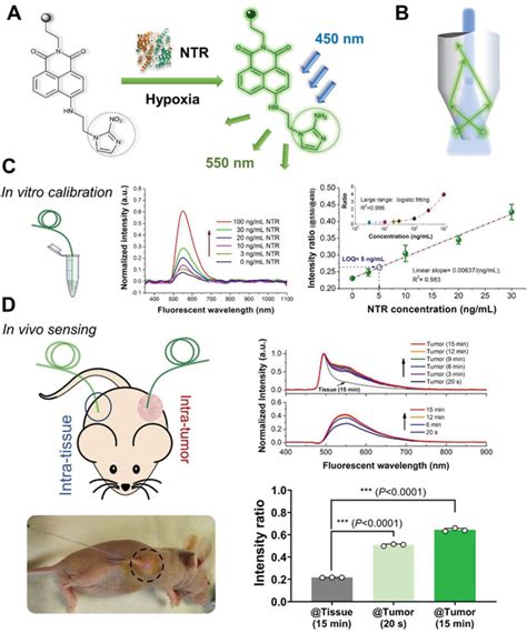 Fiber‐optic Fluorescent Sensor For In Situ Tumor Detection A