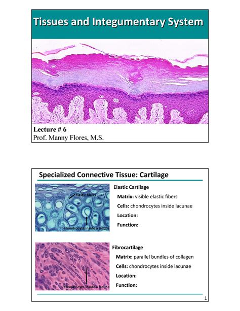 Lecture 06 Tissues And Integumentary System 0 Tissues And Integumentary System Lecture 6
