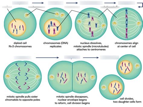The Cell Cycle And Mitosis Quiz Diagram Quizlet
