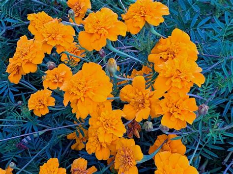 메리골드 씨앗 네이버 블로그