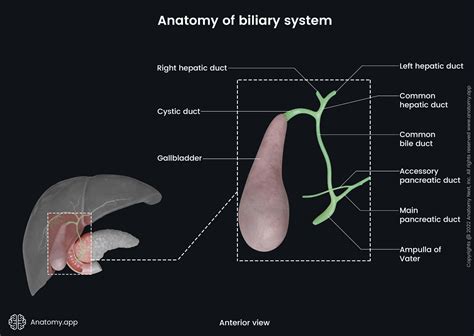 Gallbladder And Biliary Tree Anatomy App