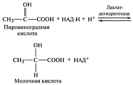 Анаэробный гликолиз. Молочная и пировиноградная кислота