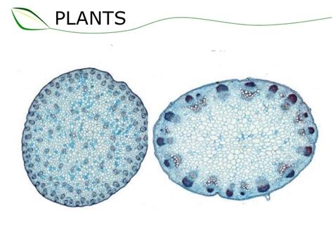 Quizlet Stems List 12 At Winifred Thompson Blog